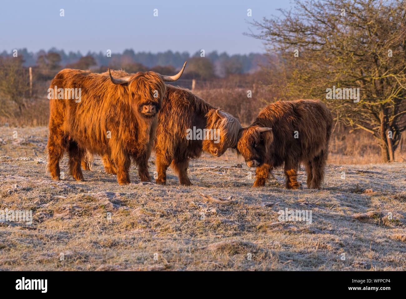 Highland wetland hi-res stock photography and images - Alamy