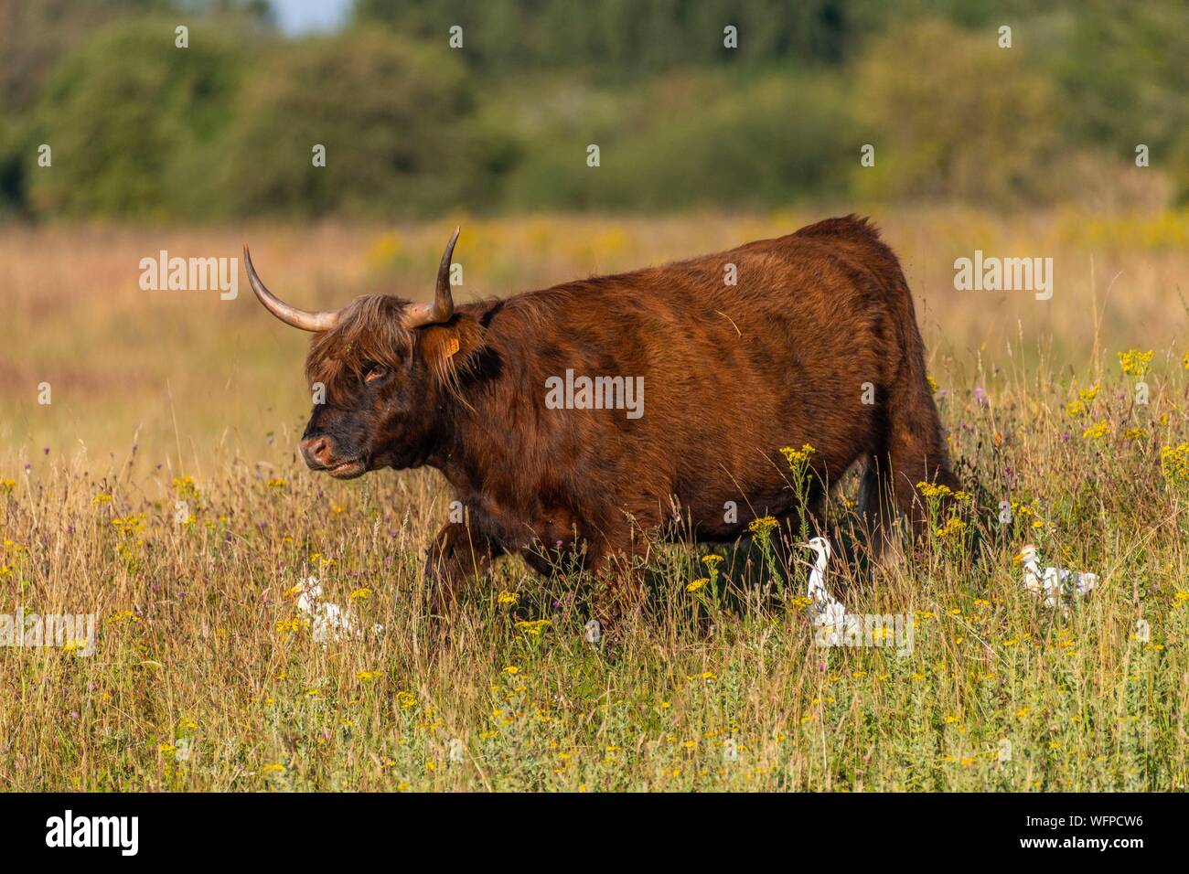 France, Somme, Somme Bay, Crotoy Marsh, Le Crotoy, Highland Cattle ...