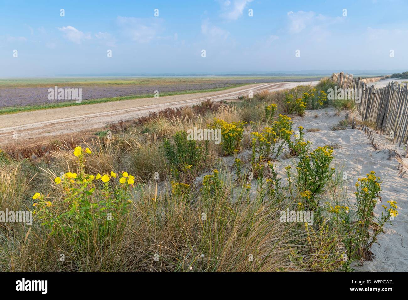 France, Somme, Somme Bay, Nature Reserve of the Somme Bay, Landscapes ...