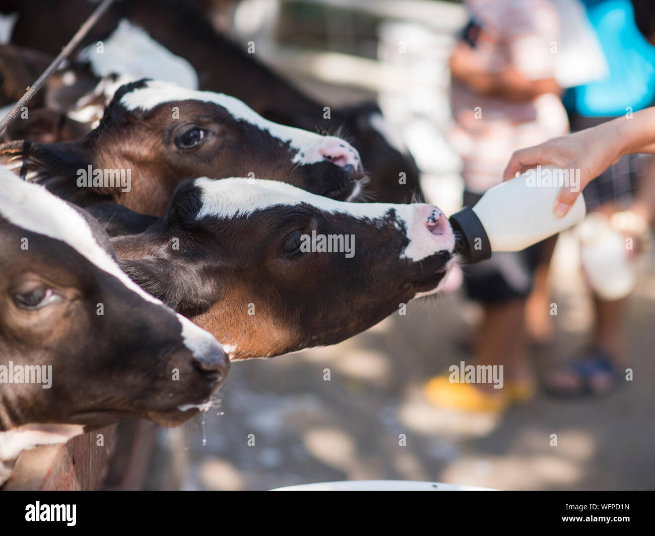 Hand feeding cow hi-res stock photography and images - Alamy