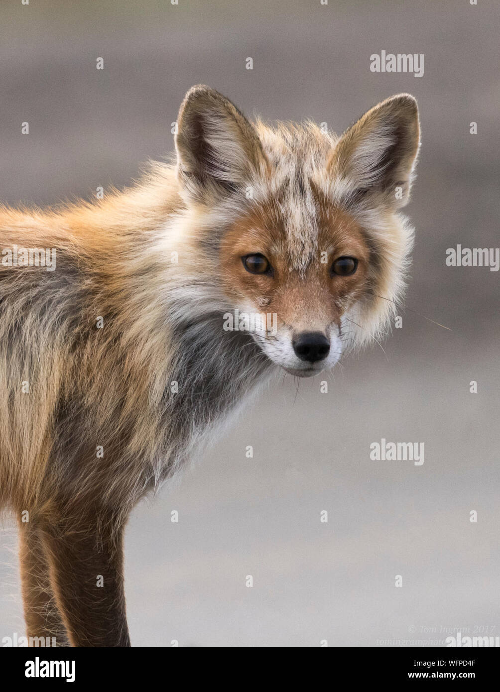 Red Fox hunting in Nome Alaska Stock Photo - Alamy