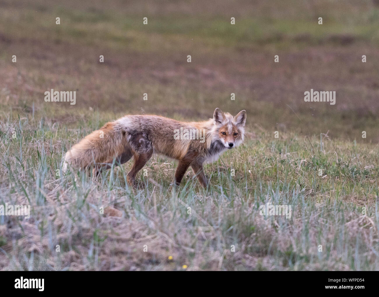 Red Fox hunting in Nome Alaska Stock Photo - Alamy