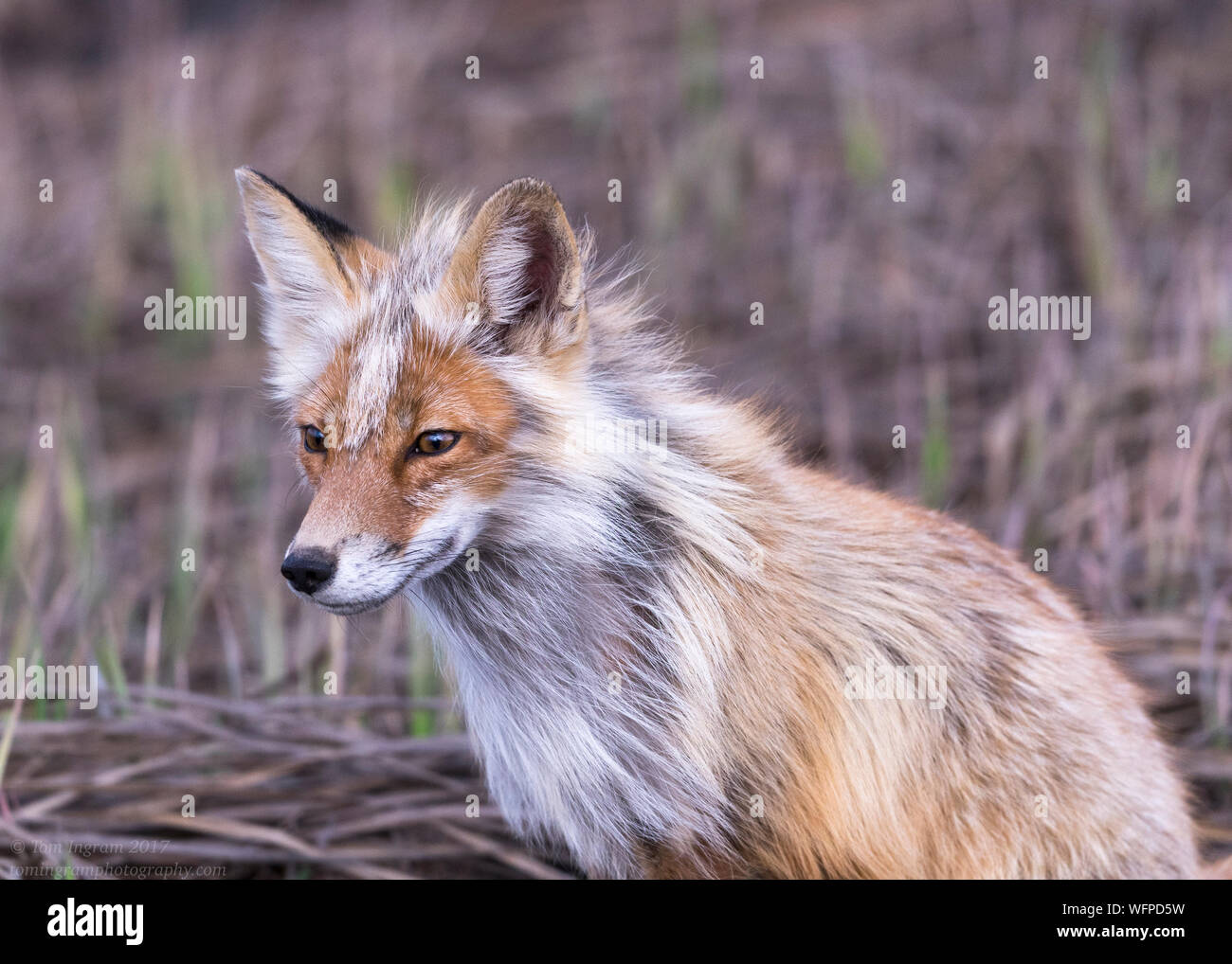 Red Fox hunting in Nome Alaska Stock Photo - Alamy