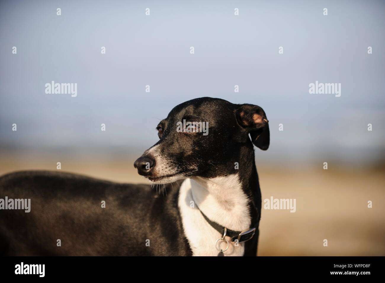 Italian greyhound hi-res stock photography and images - Alamy
