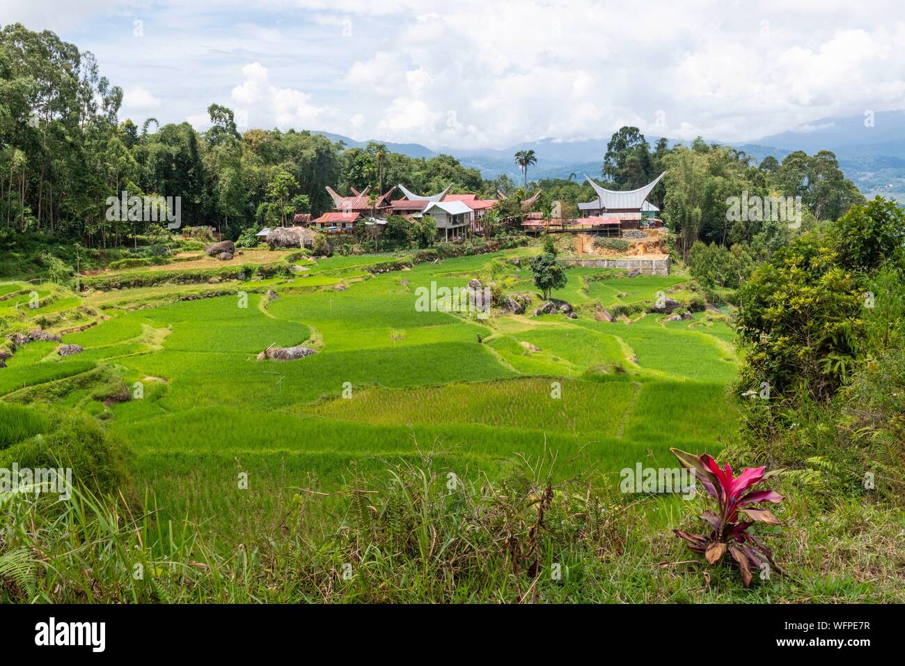 Indonesia, Sulawesi island, Toraja country, Tana Toraja, Rantepao area ...