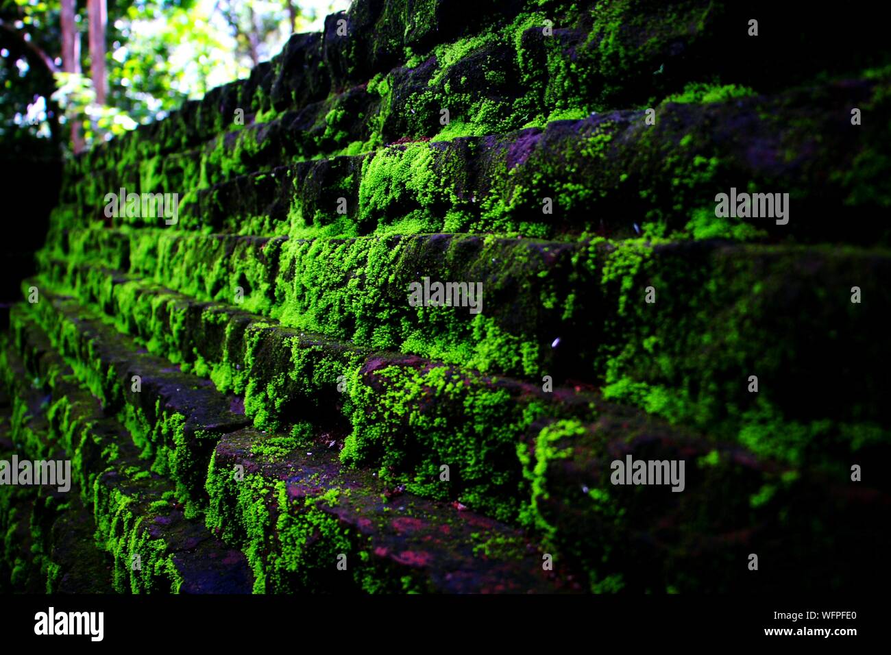 Moss wall covered hi-res stock photography and images - Alamy
