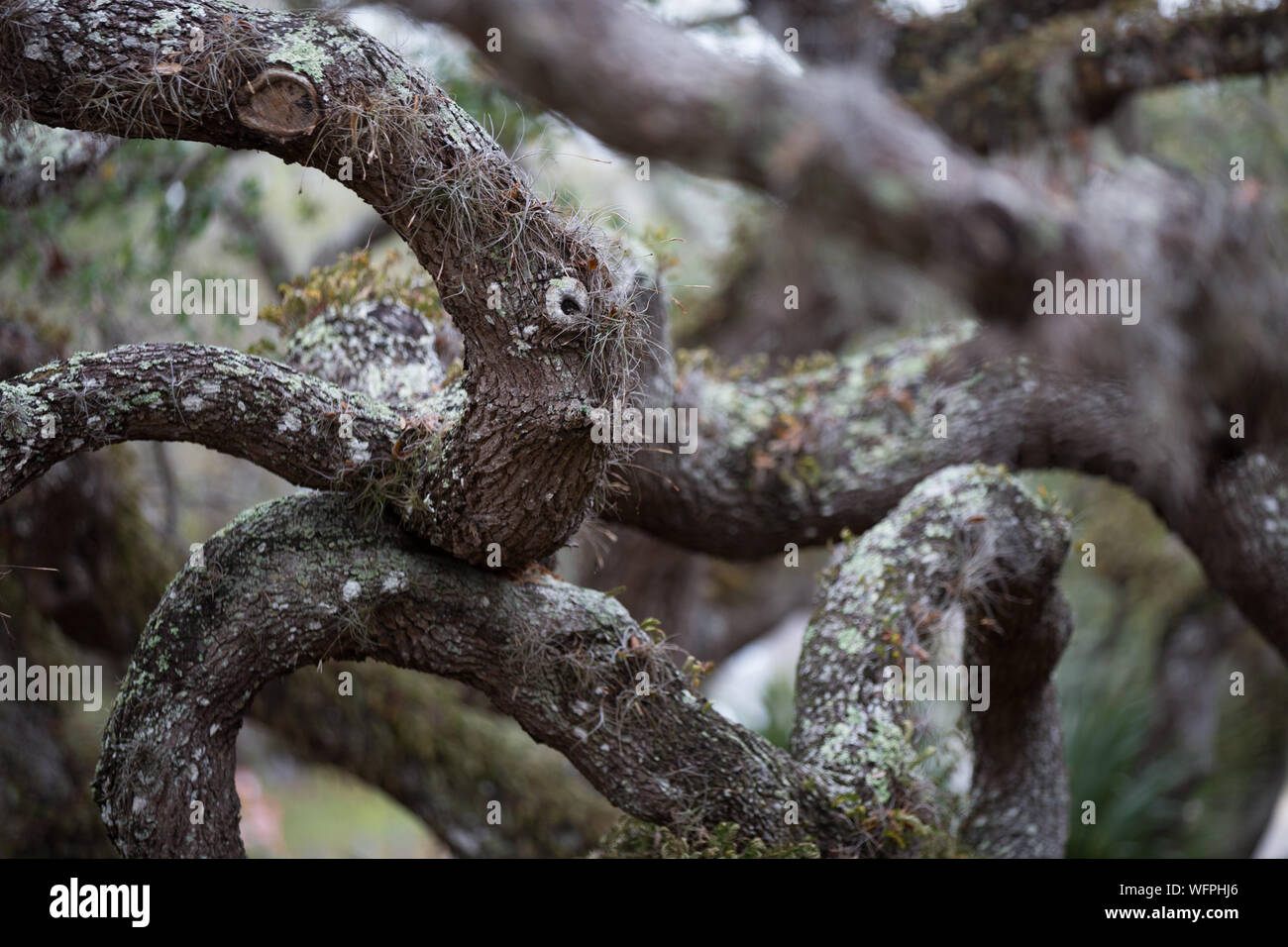 Close up oak tree hi-res stock photography and images - Alamy