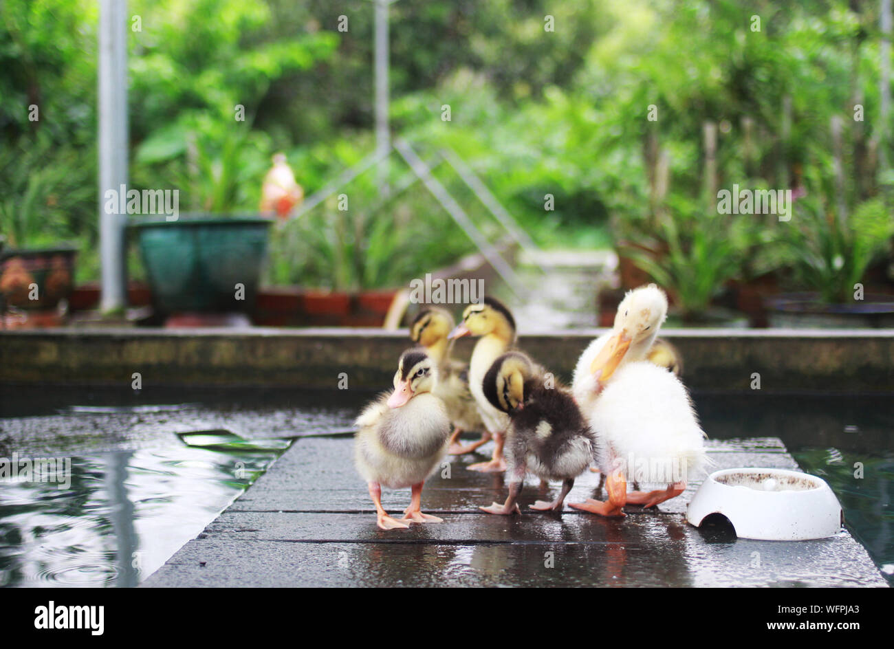 young ducks on a pool Stock Photo - Alamy