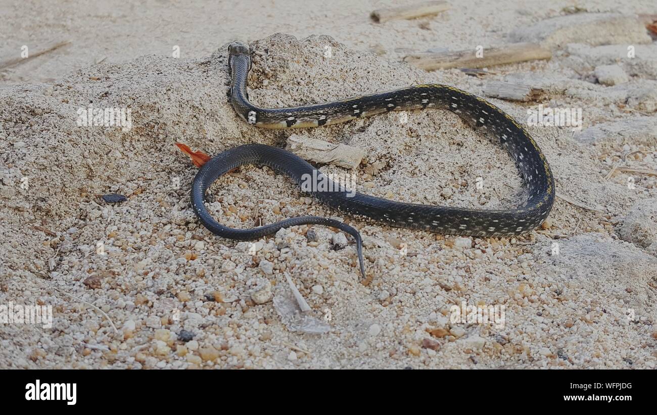 Snake on beach hi-res stock photography and images - Alamy