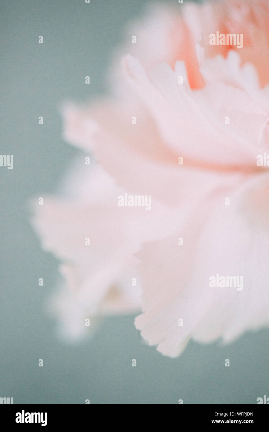Close up carnation hi-res stock photography and images - Alamy