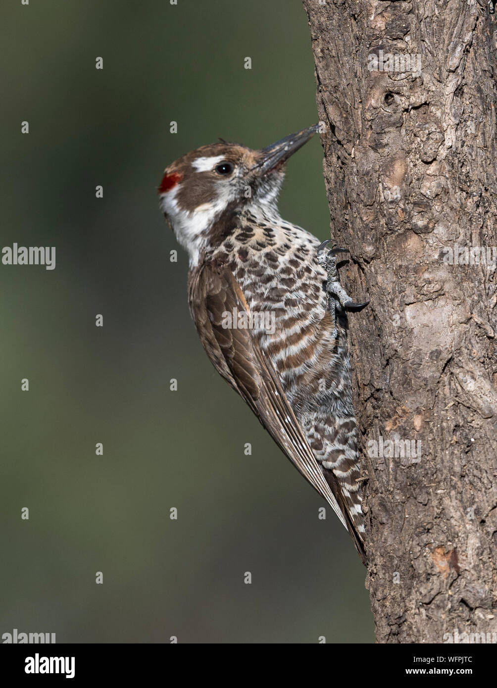 Picoides arizonae hi-res stock photography and images - Alamy