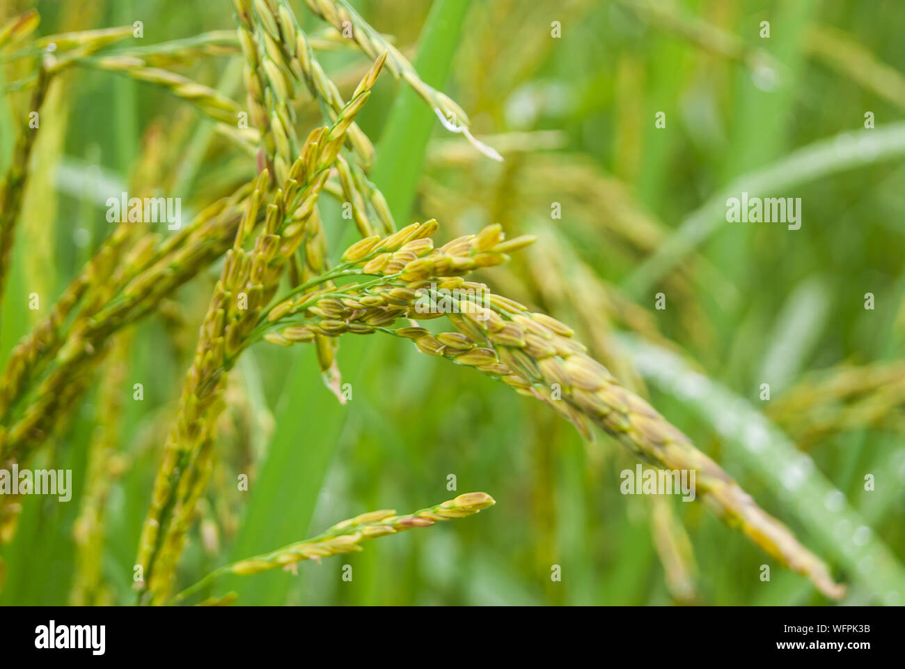 Close up rice plant hi-res stock photography and images - Alamy
