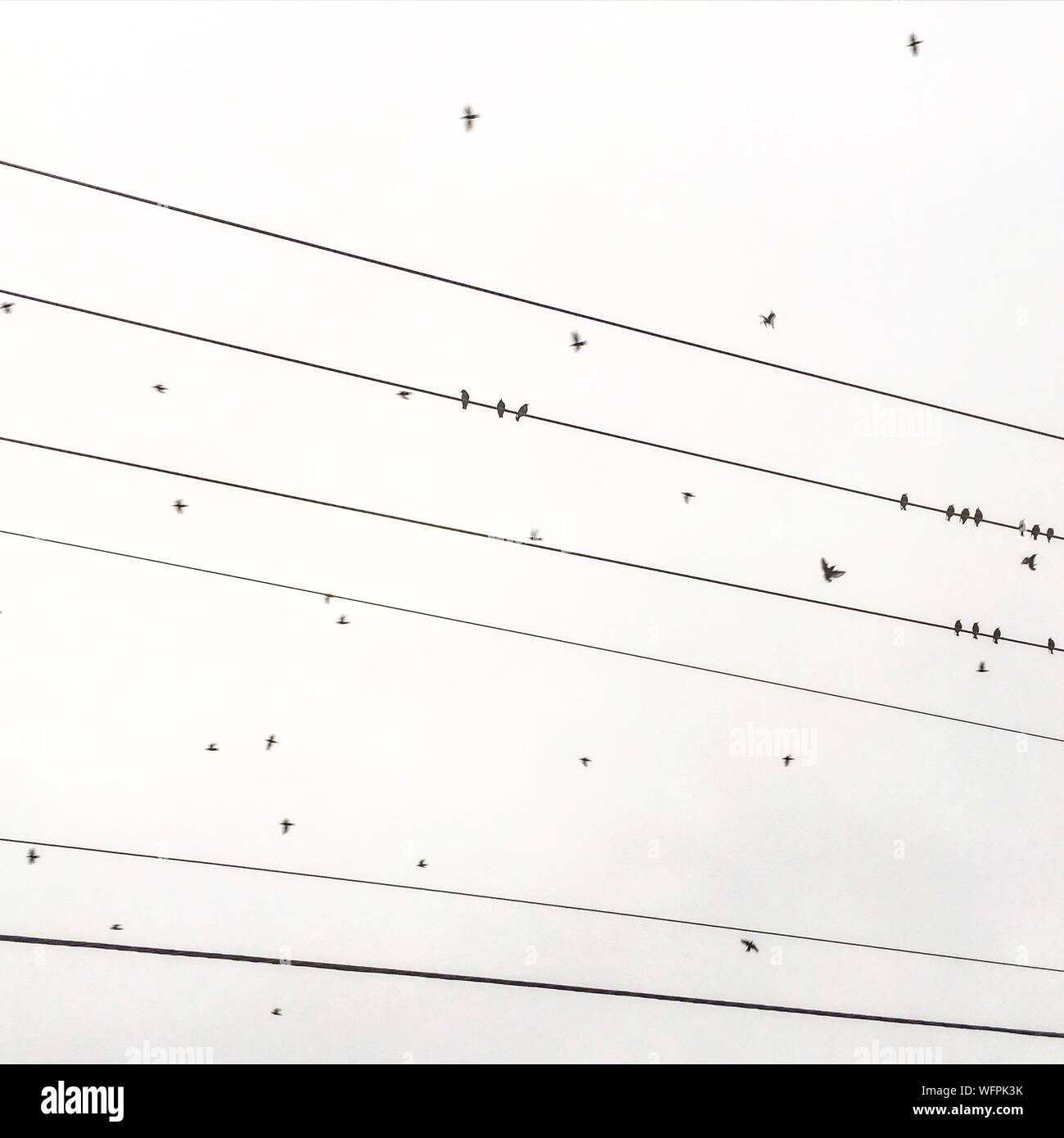 Bird On Electricity Pylon High Resolution Stock Photography and Images ...