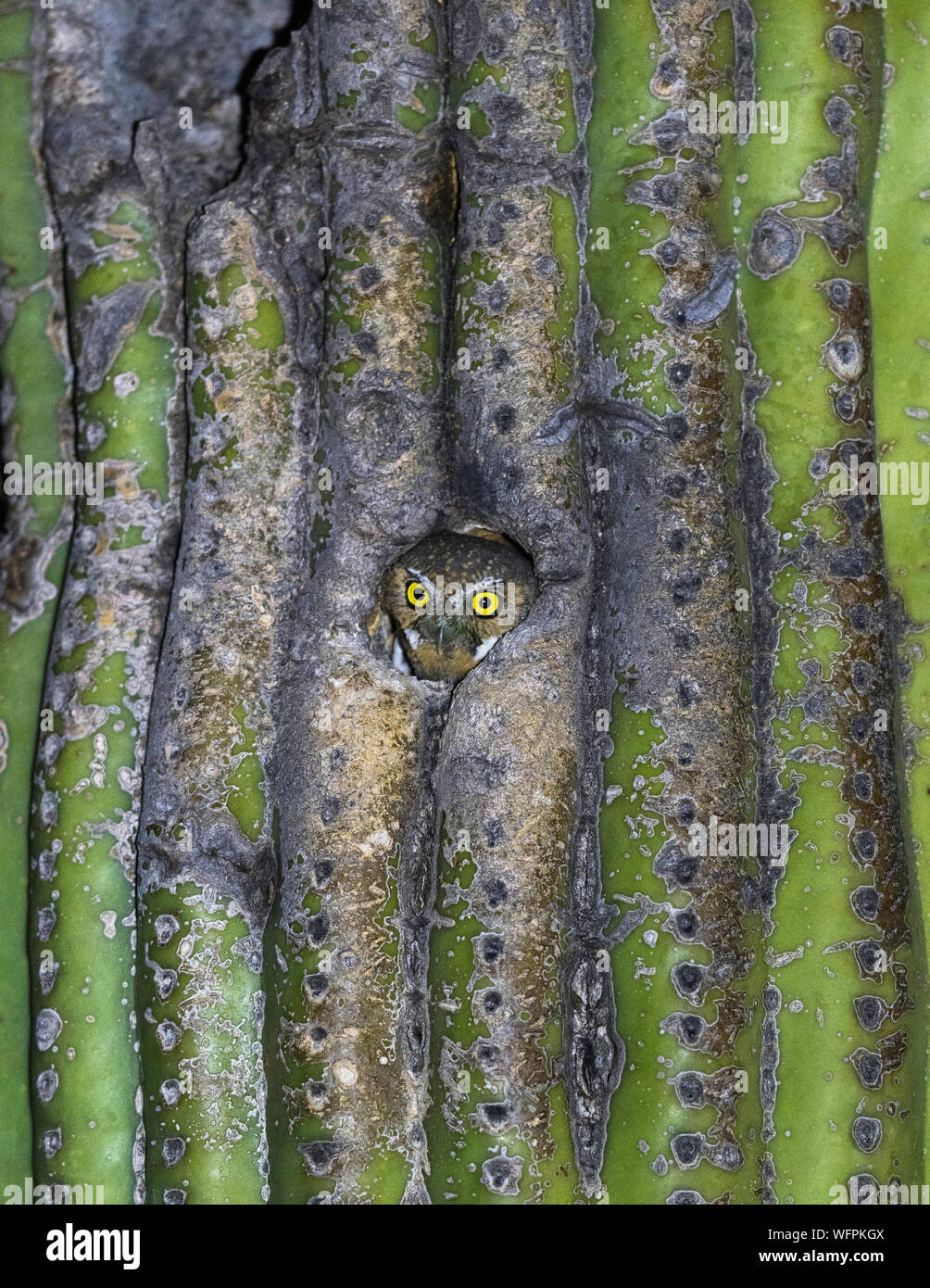 Elf owl hi-res stock photography and images - Alamy