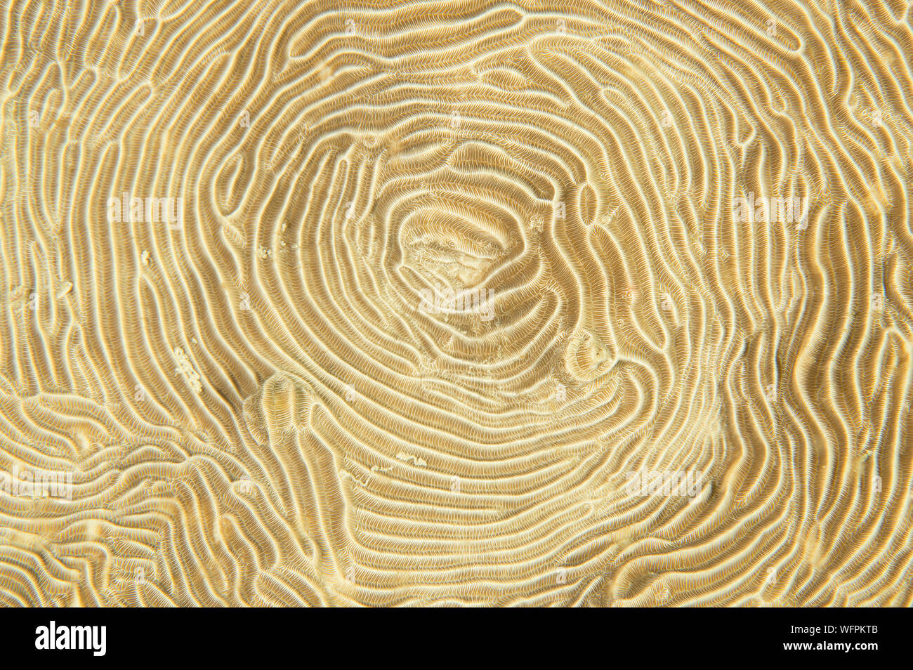Pachyseris coral hi-res stock photography and images - Alamy