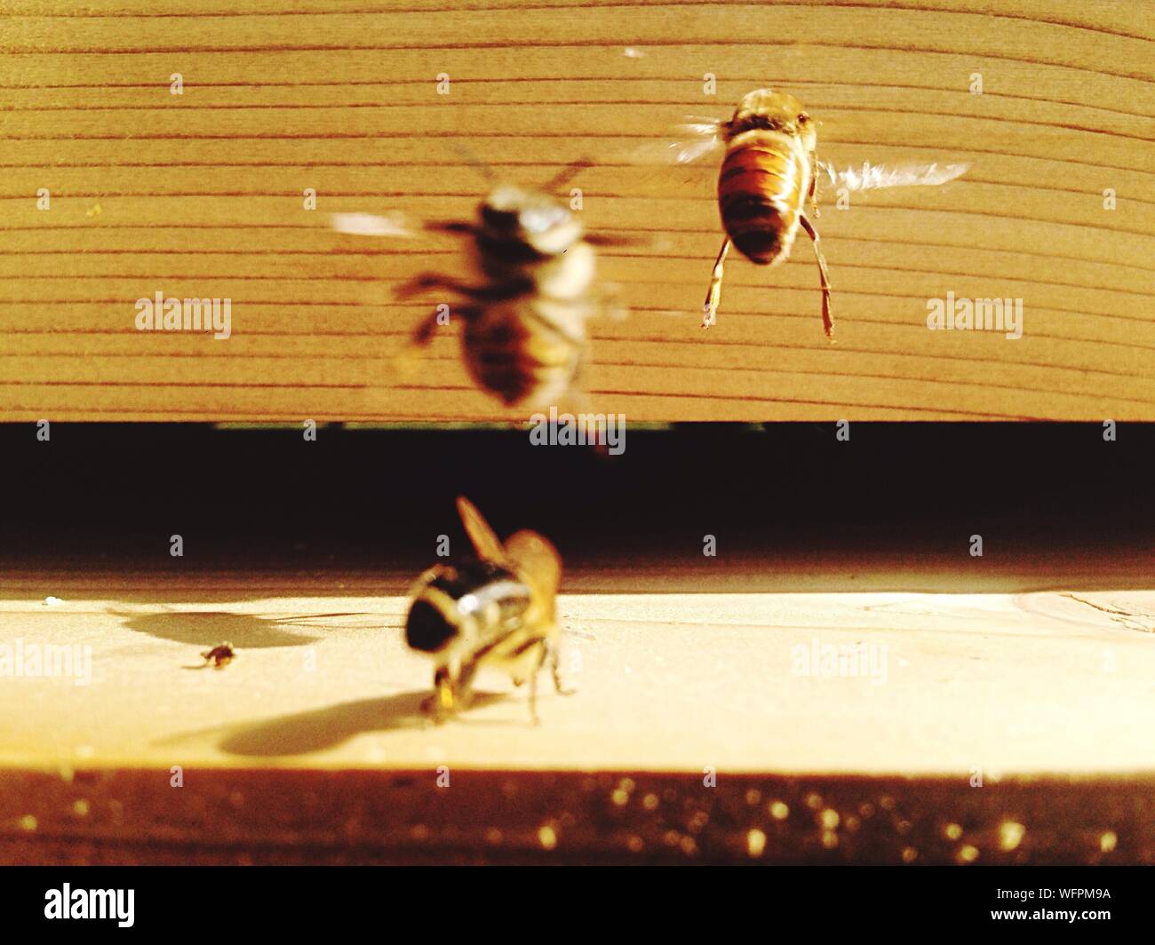 Bees in motion hi-res stock photography and images - Alamy