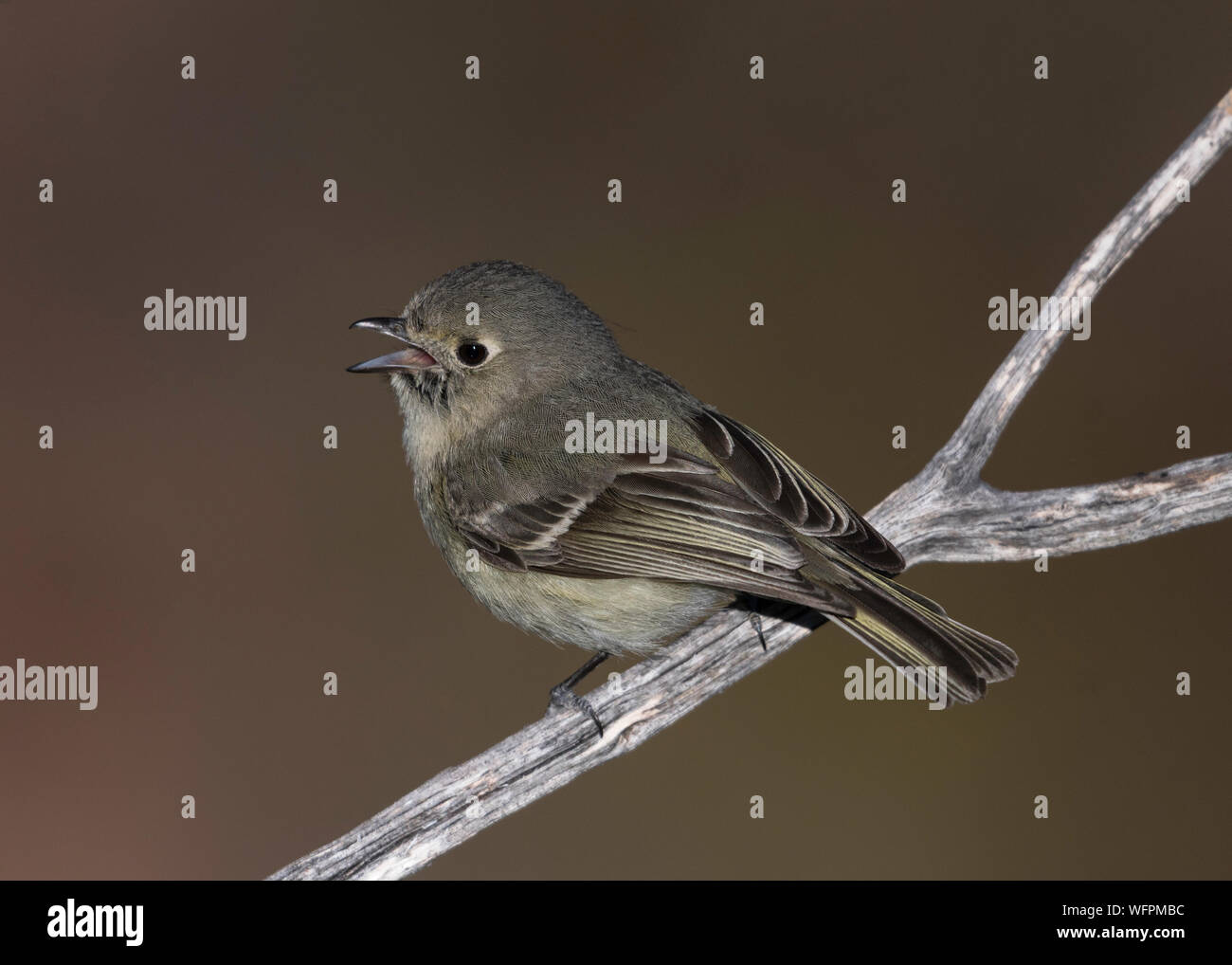 Hutton's Vireo (Vireo huttoni), small greenish songbird, Pacific Coast ...
