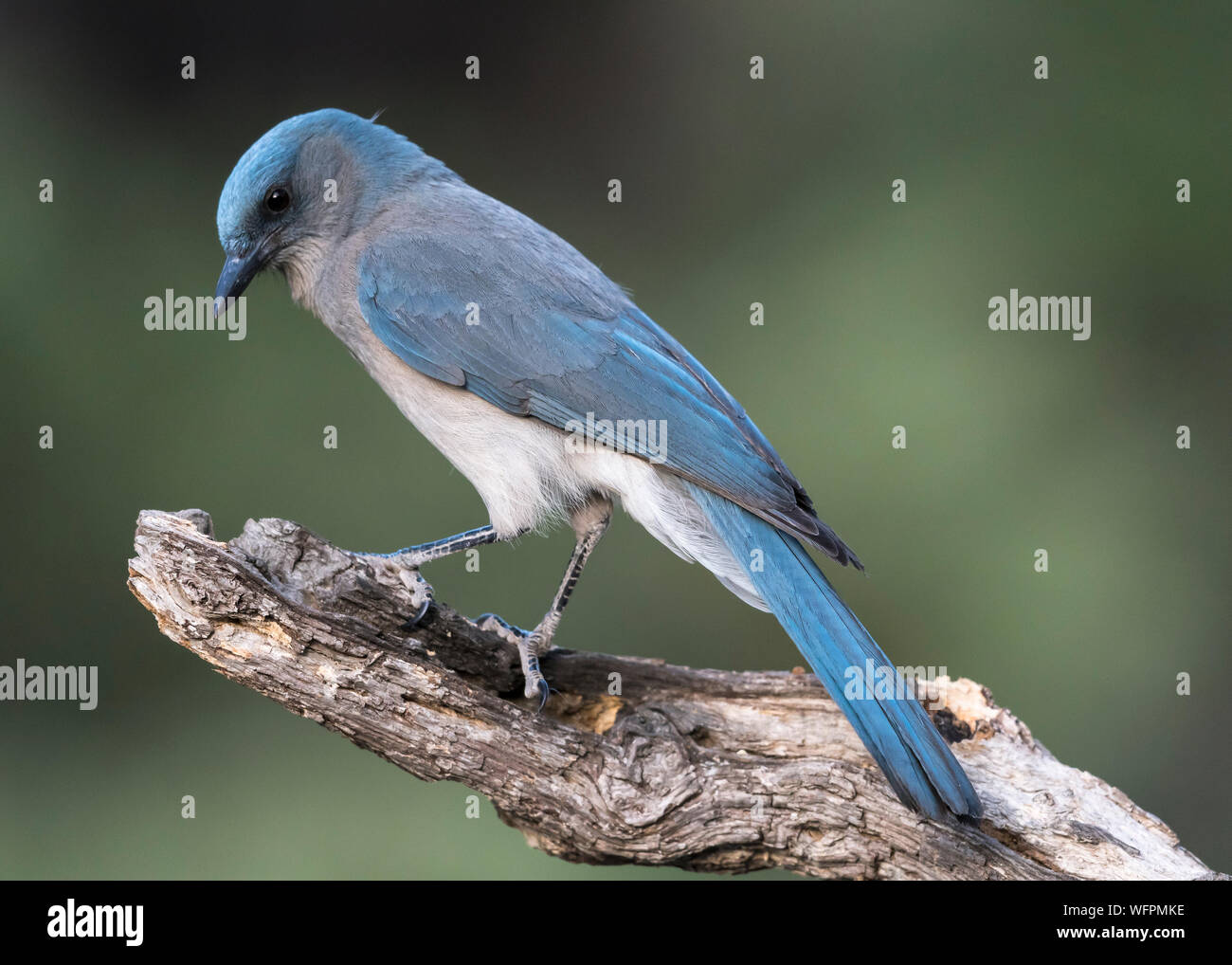 Mexican Jay (Aphelocoma wollweberi), are relatively common in the cool ...
