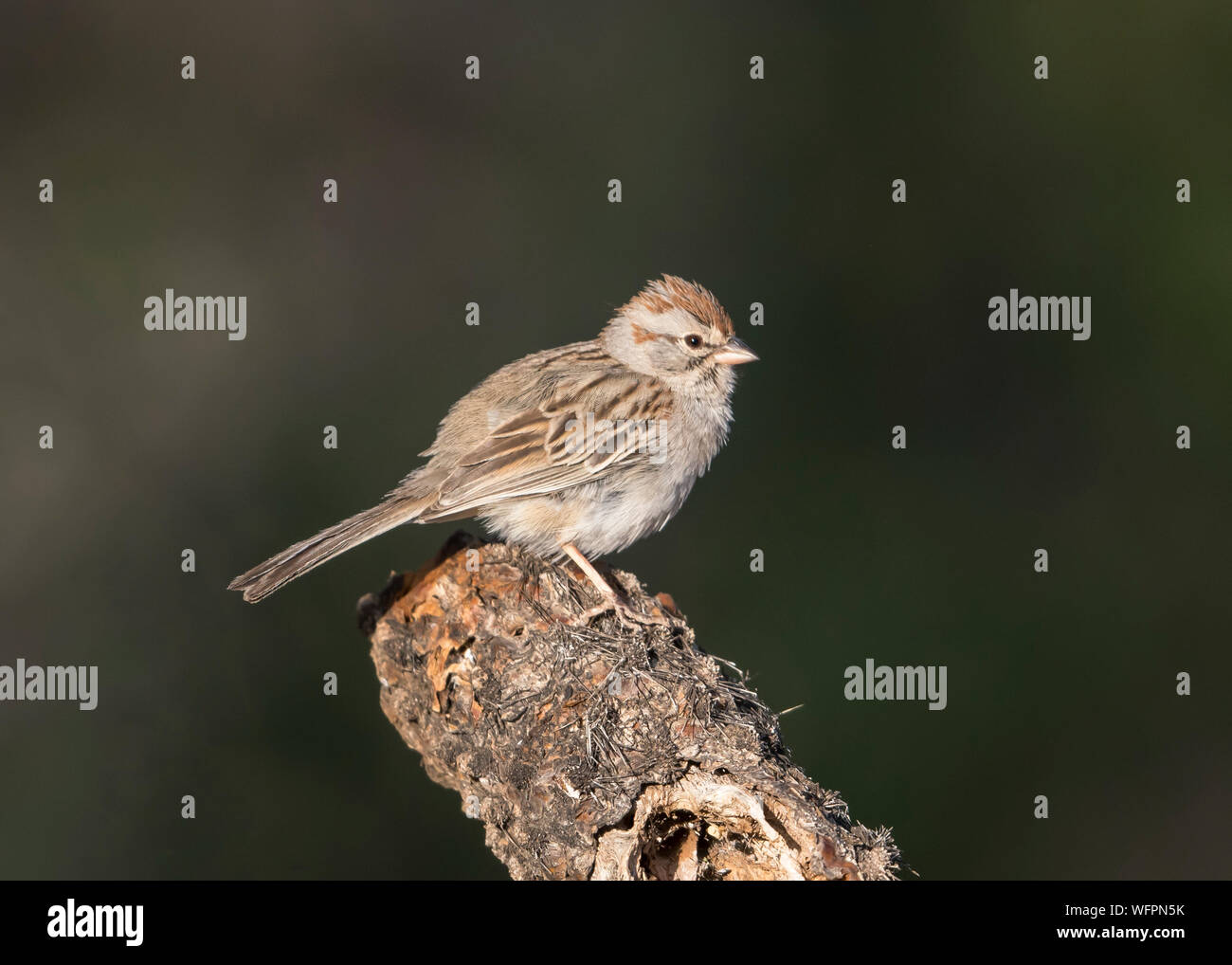 Rufous-wing sparrow (Peucaea carpalis), resembles the widespread ...