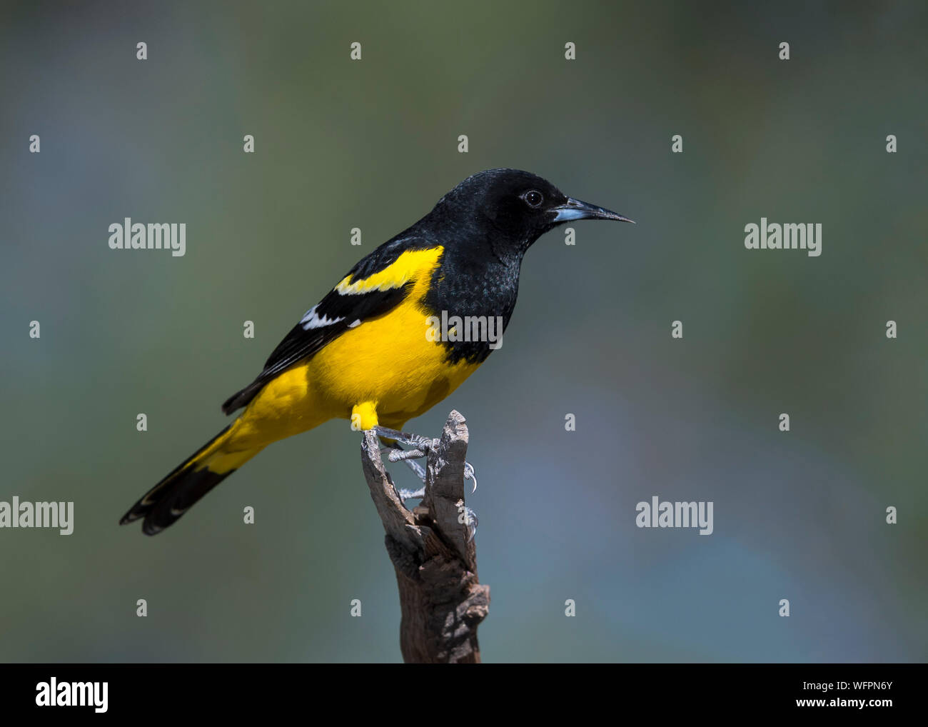 Scotts Oriole High Resolution Stock Photography and Images - Alamy