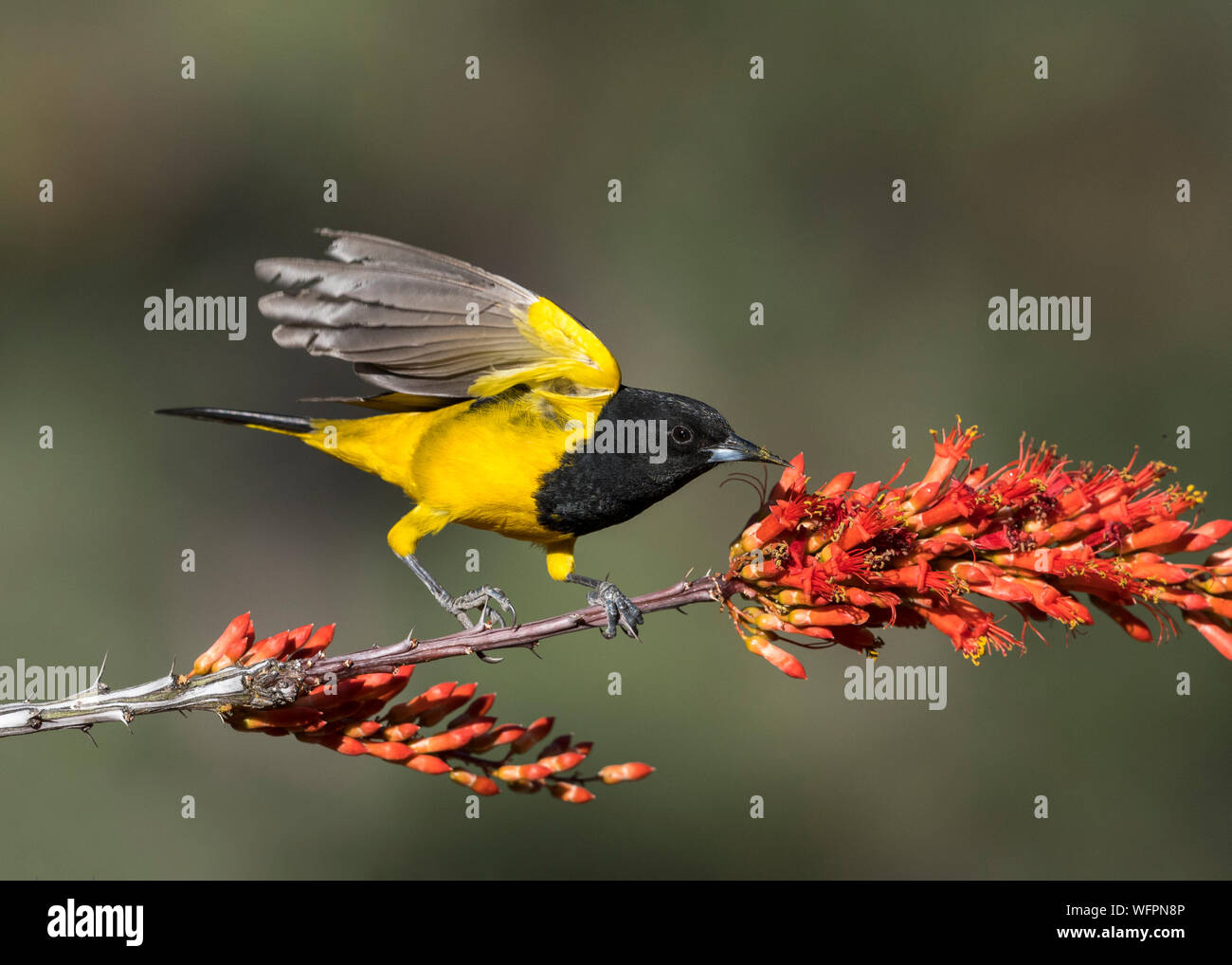 Scott's Oriole (Icterus parisorum), Madera Canyon Arizona, North ...