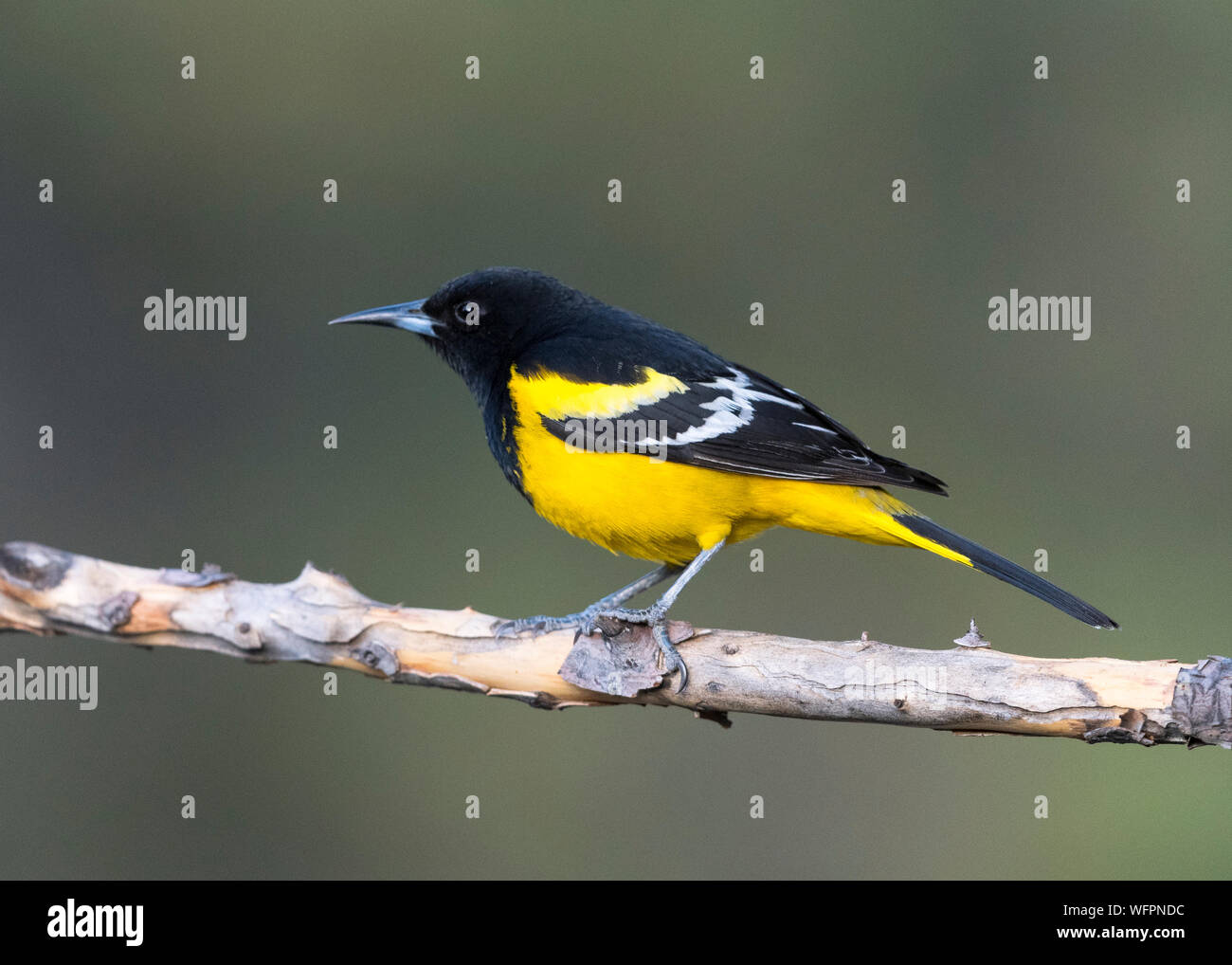 Scott's Oriole (Icterus parisorum), Madera Canyon Arizona, North ...
