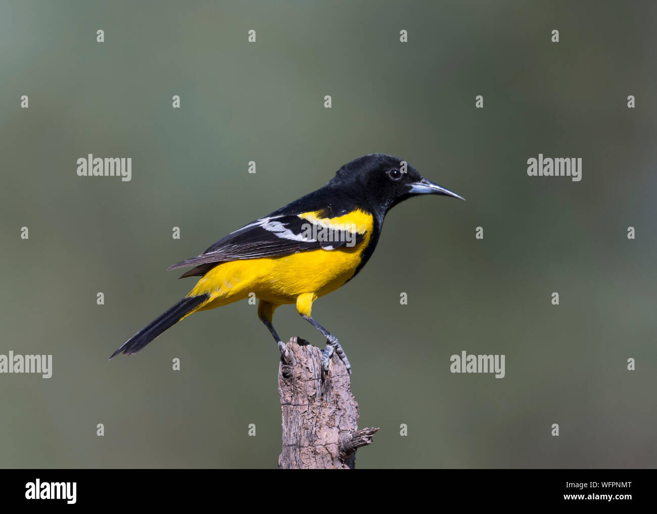 Scott's Oriole (Icterus parisorum), Madera Canyon Arizona, North ...