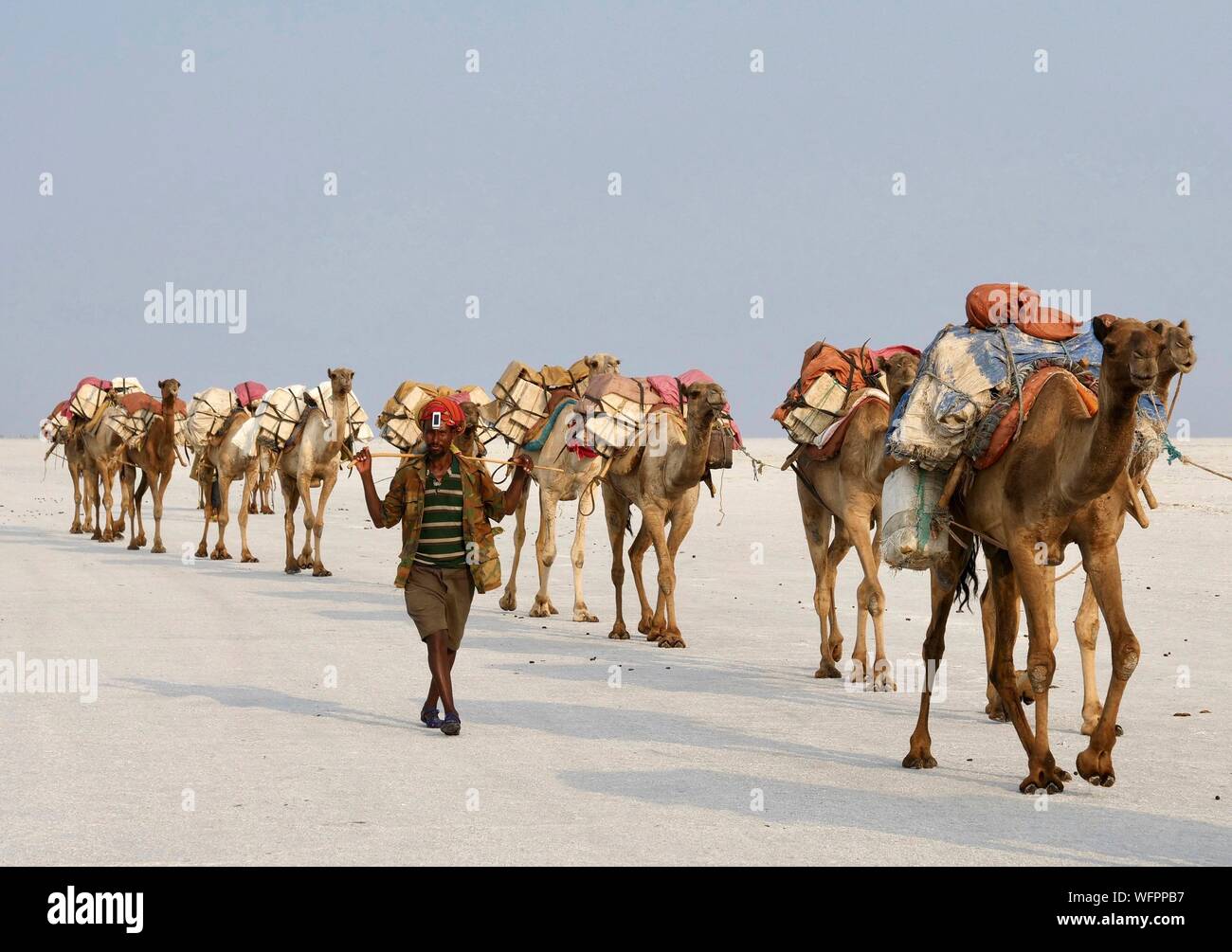 Ethiopia, Danakil depression, An Afar shepherd guides its camels ...