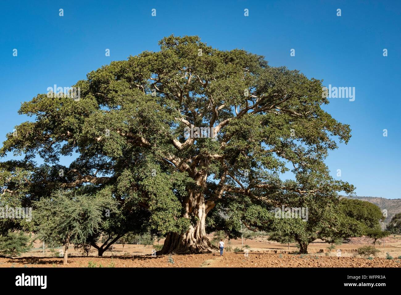 Old fig tree hi-res stock photography and images - Alamy