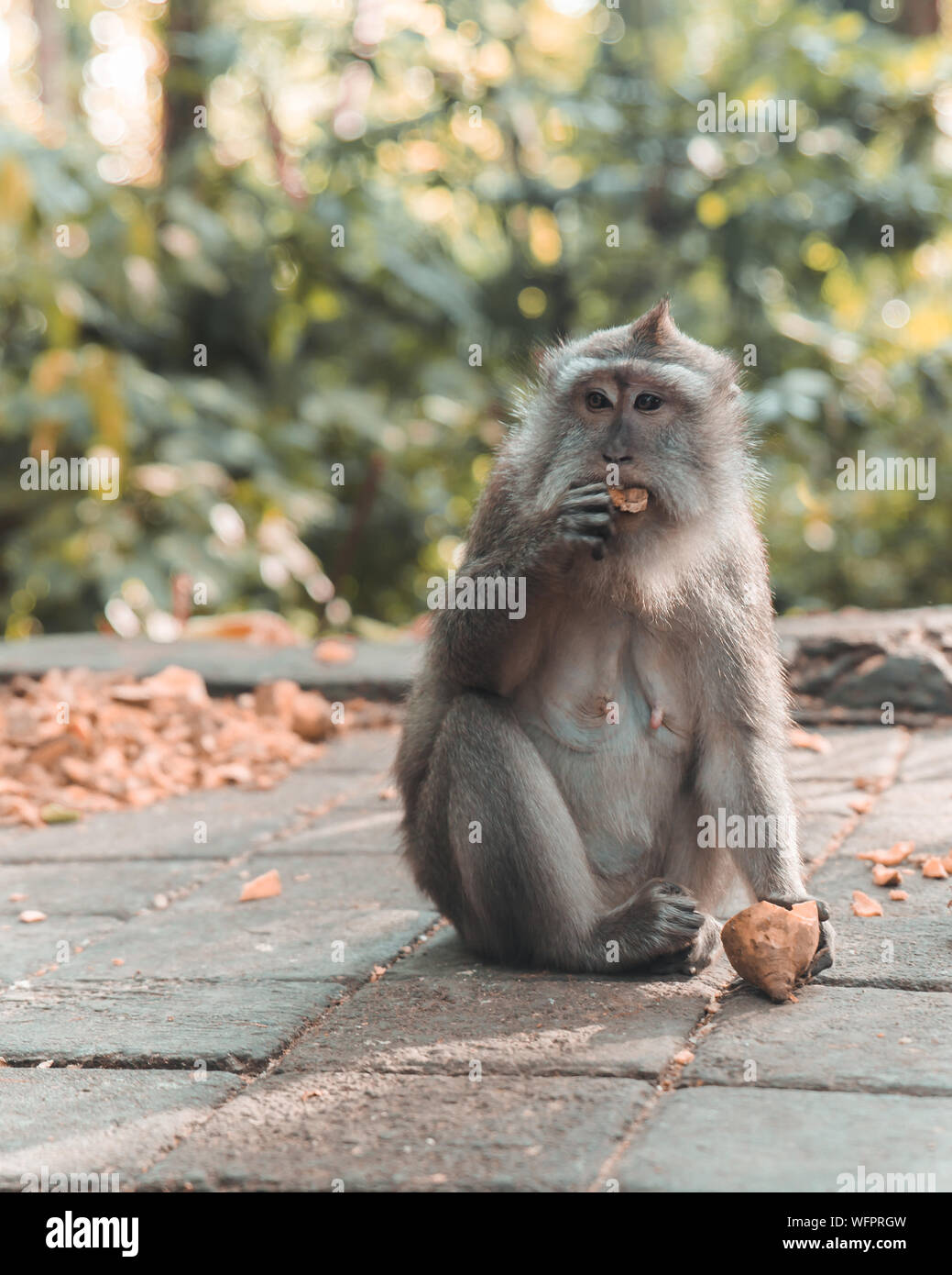 Monkey eating in the Monkey Forest, Ubud - Bali Stock Photo - Alamy