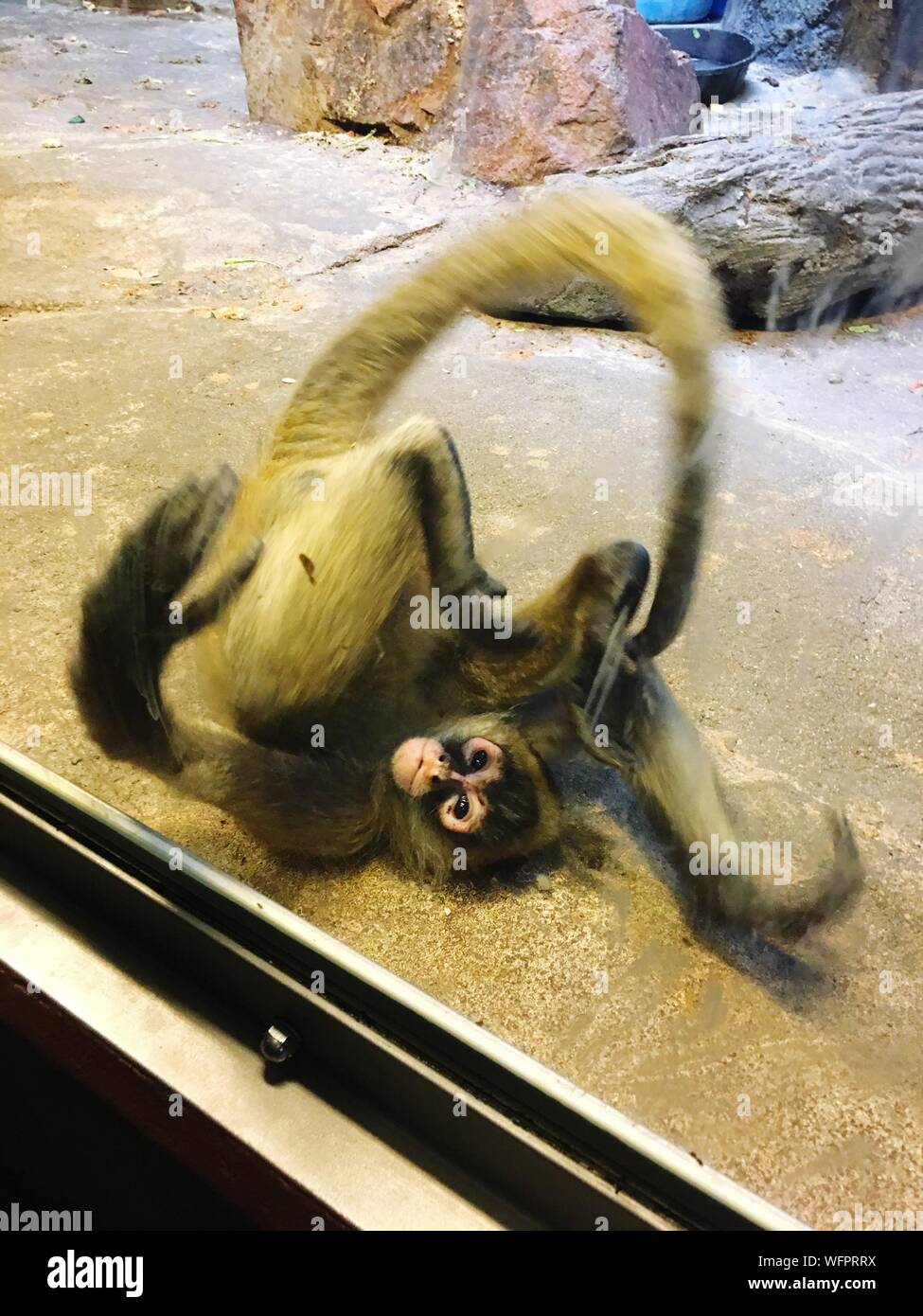 Monkey By A Window High Resolution Stock Photography and Images - Alamy