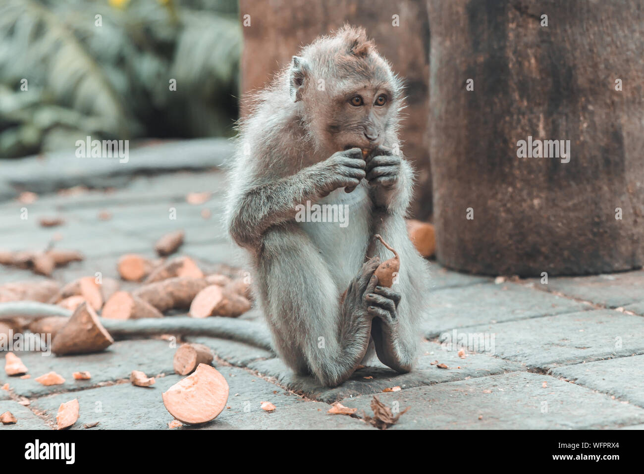 Young monkey eating in the Monkey Forest, Ubud - Bali Stock Photo - Alamy