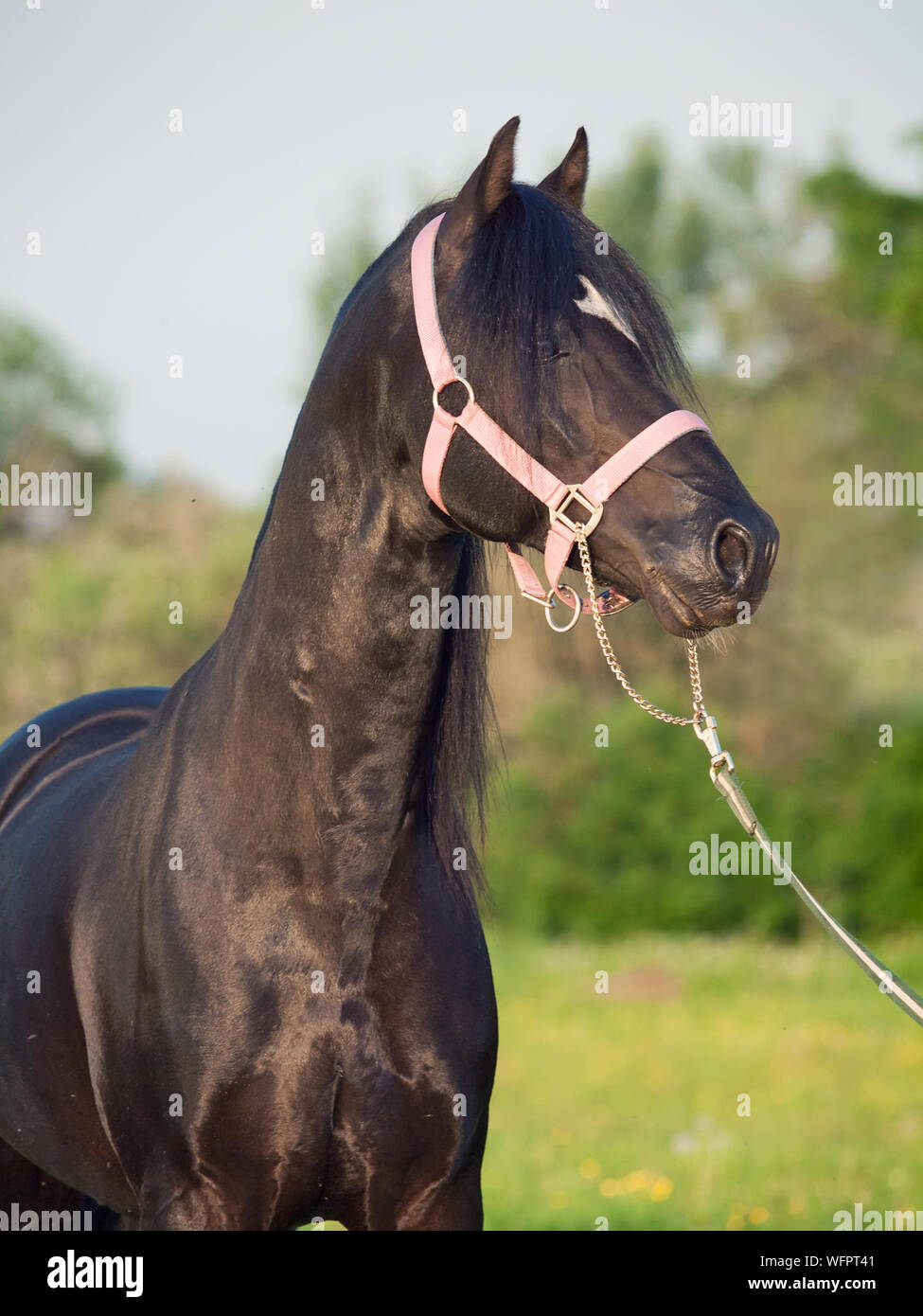 Ranch horse ranch hi-res stock photography and images - Alamy
