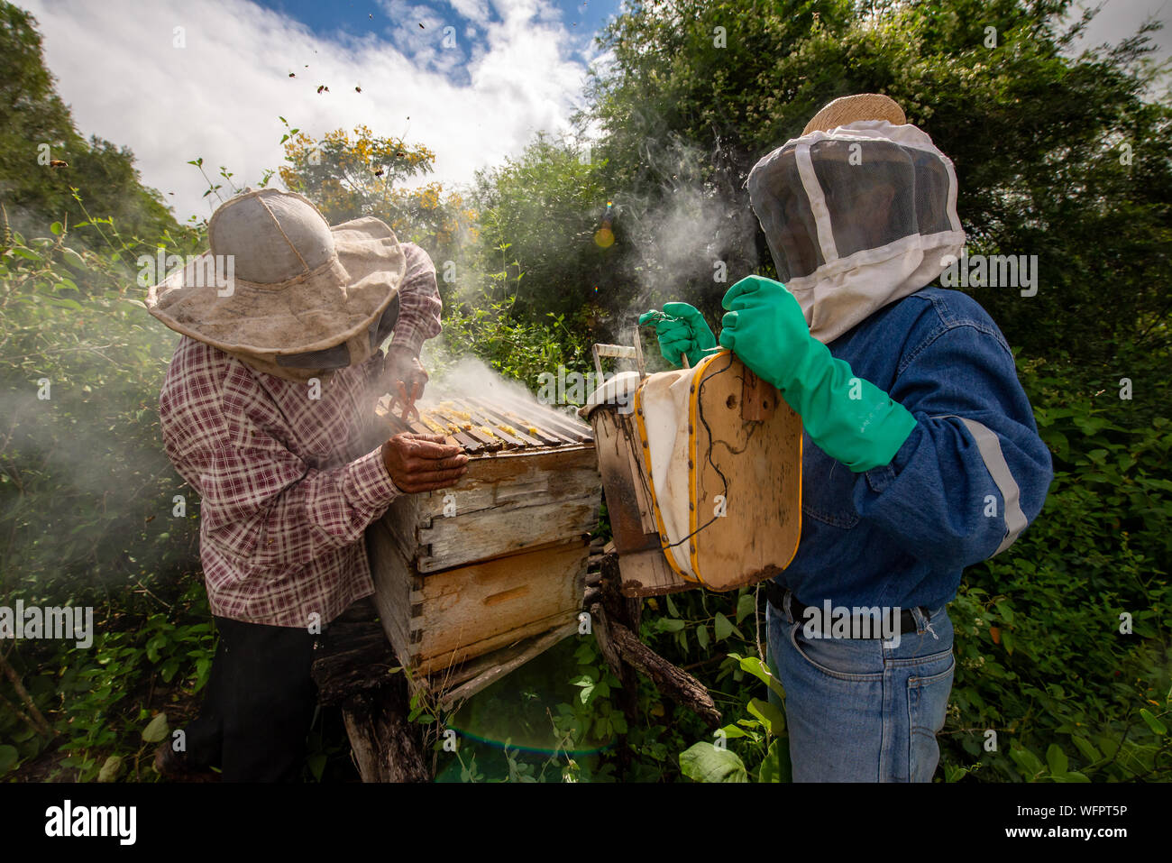 Professional beekeeping equipment hi-res stock photography and images ...