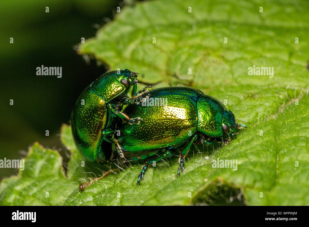 Mating Insects High Resolution Stock Photography and Images - Alamy