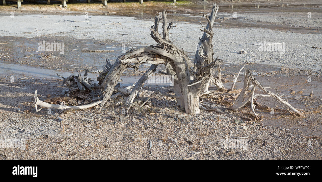 Lower geyser basin in the Yellowstone National park, USA Stock Photo ...
