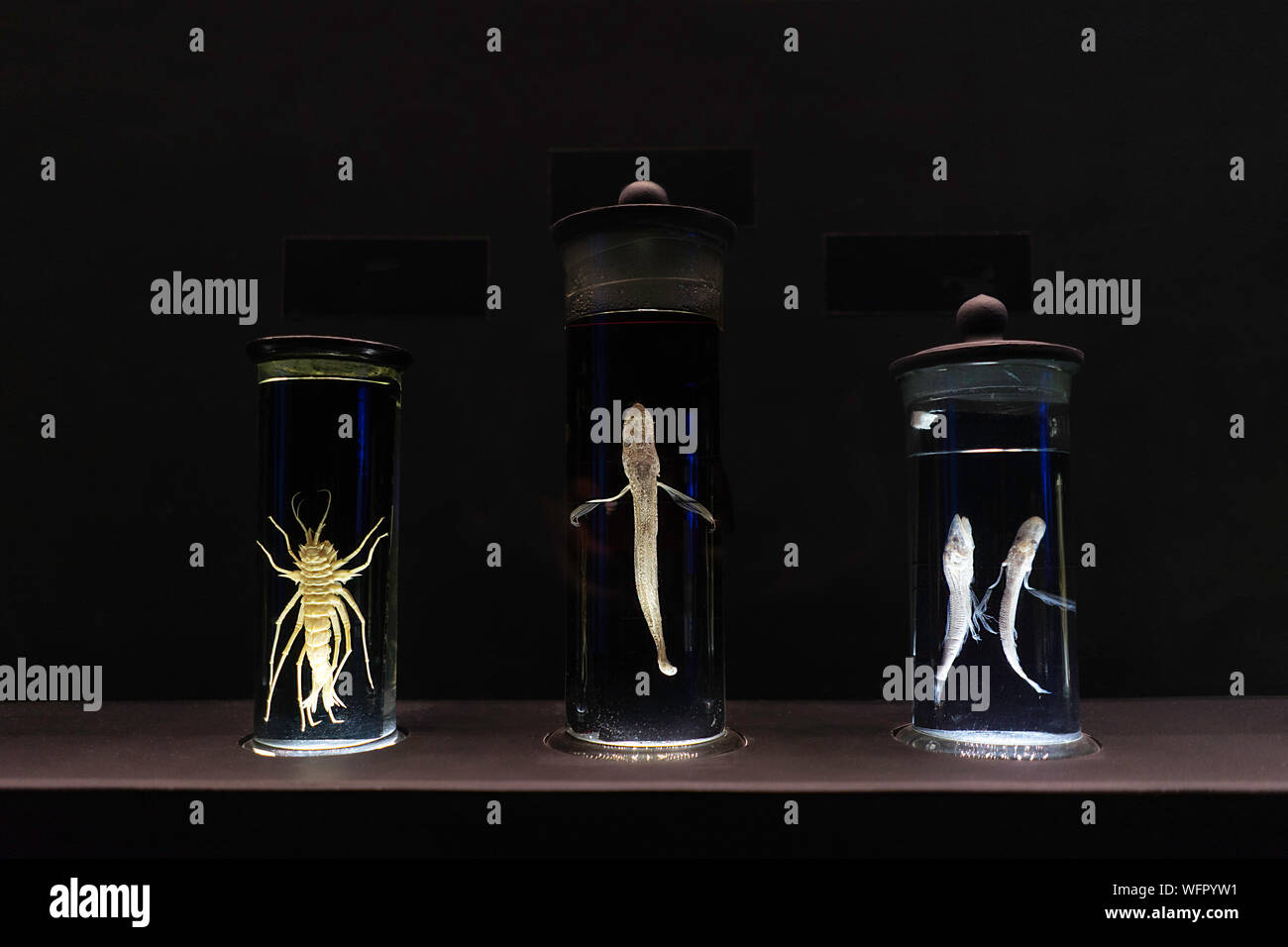 Specimen Jar High Resolution Stock Photography and Images - Alamy
