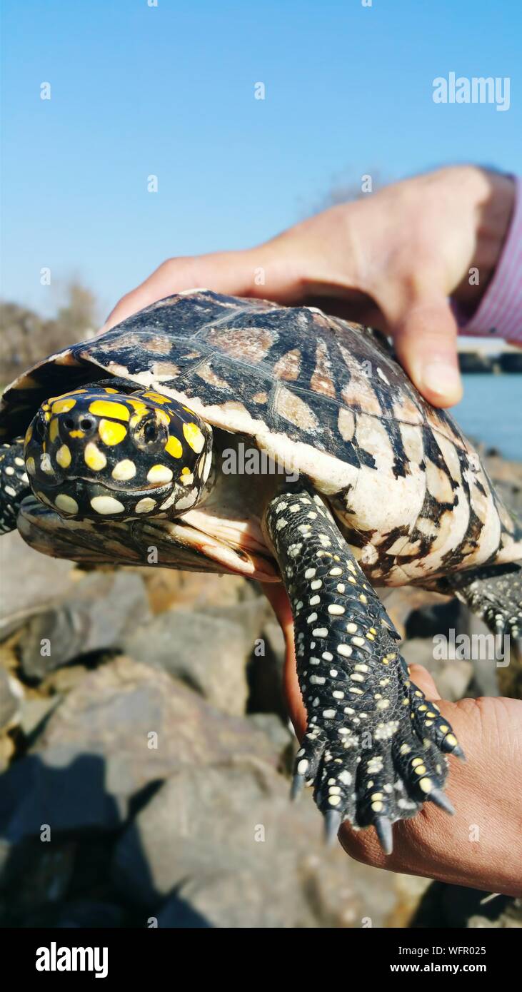 Man holding turtle hi-res stock photography and images - Alamy