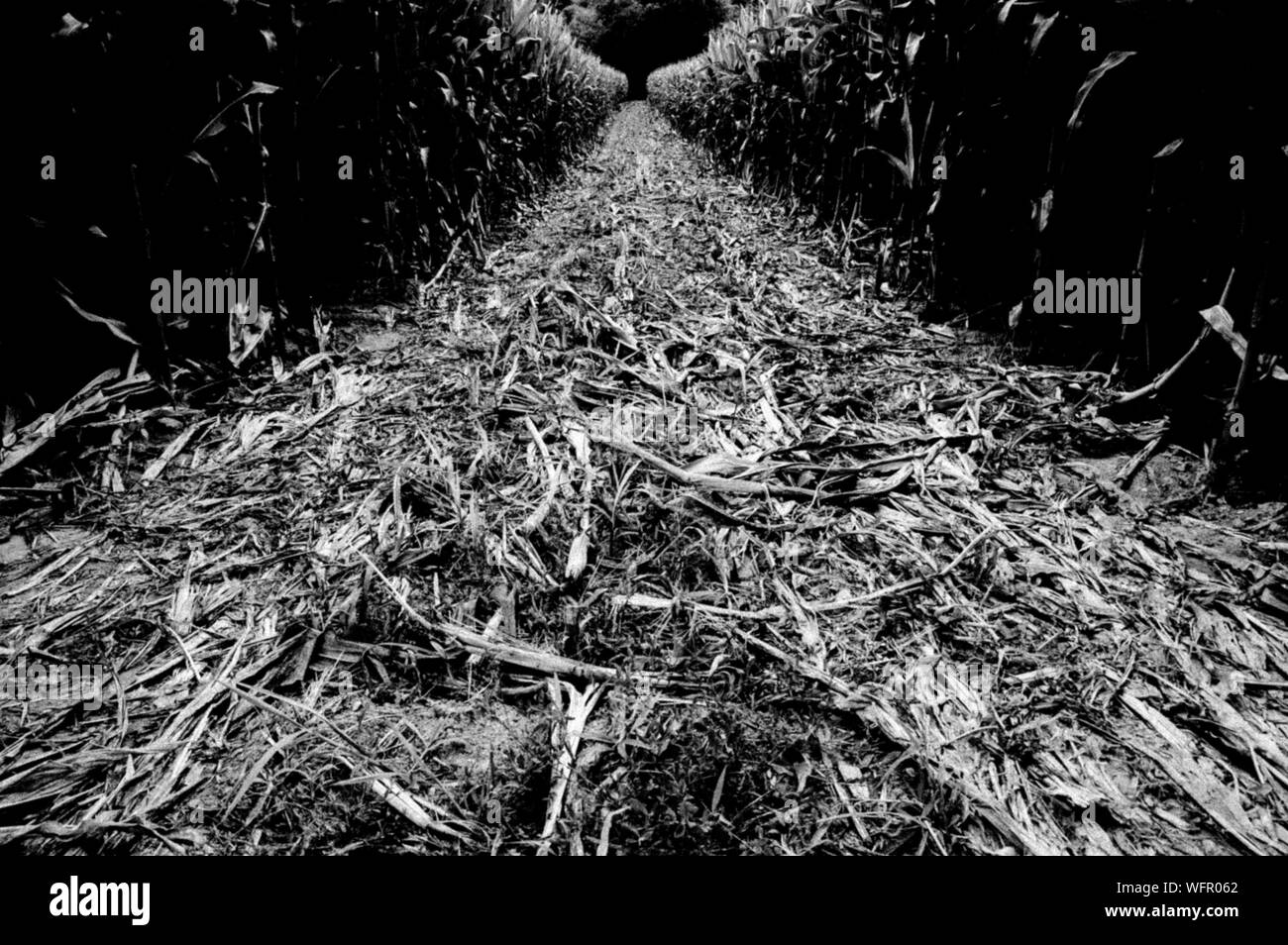 Dead Crops High Resolution Stock Photography and Images - Alamy
