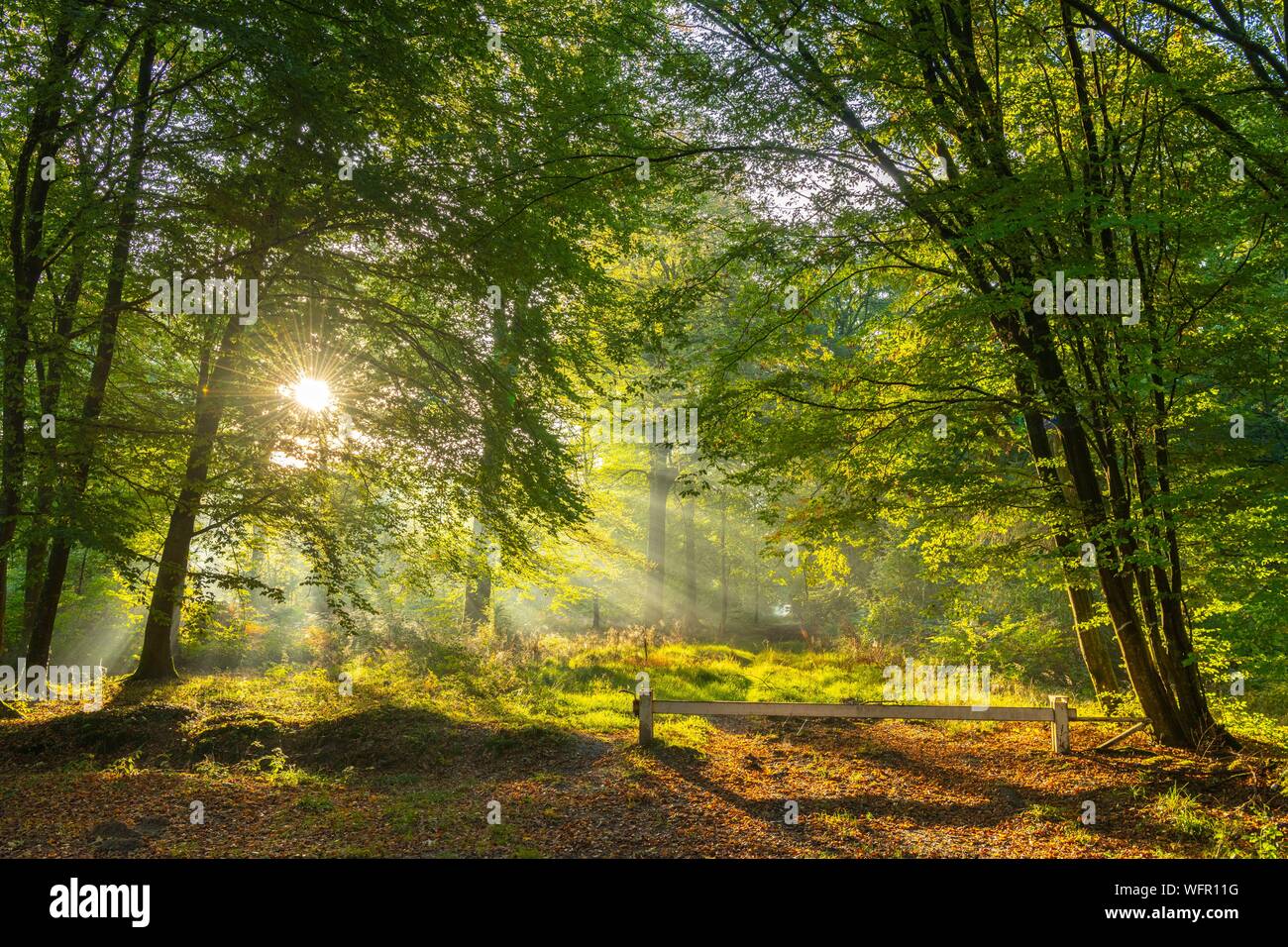 France, Somme (80), Crécy Forest, Crécy-en-Ponthieu, The Crécy Forest ...