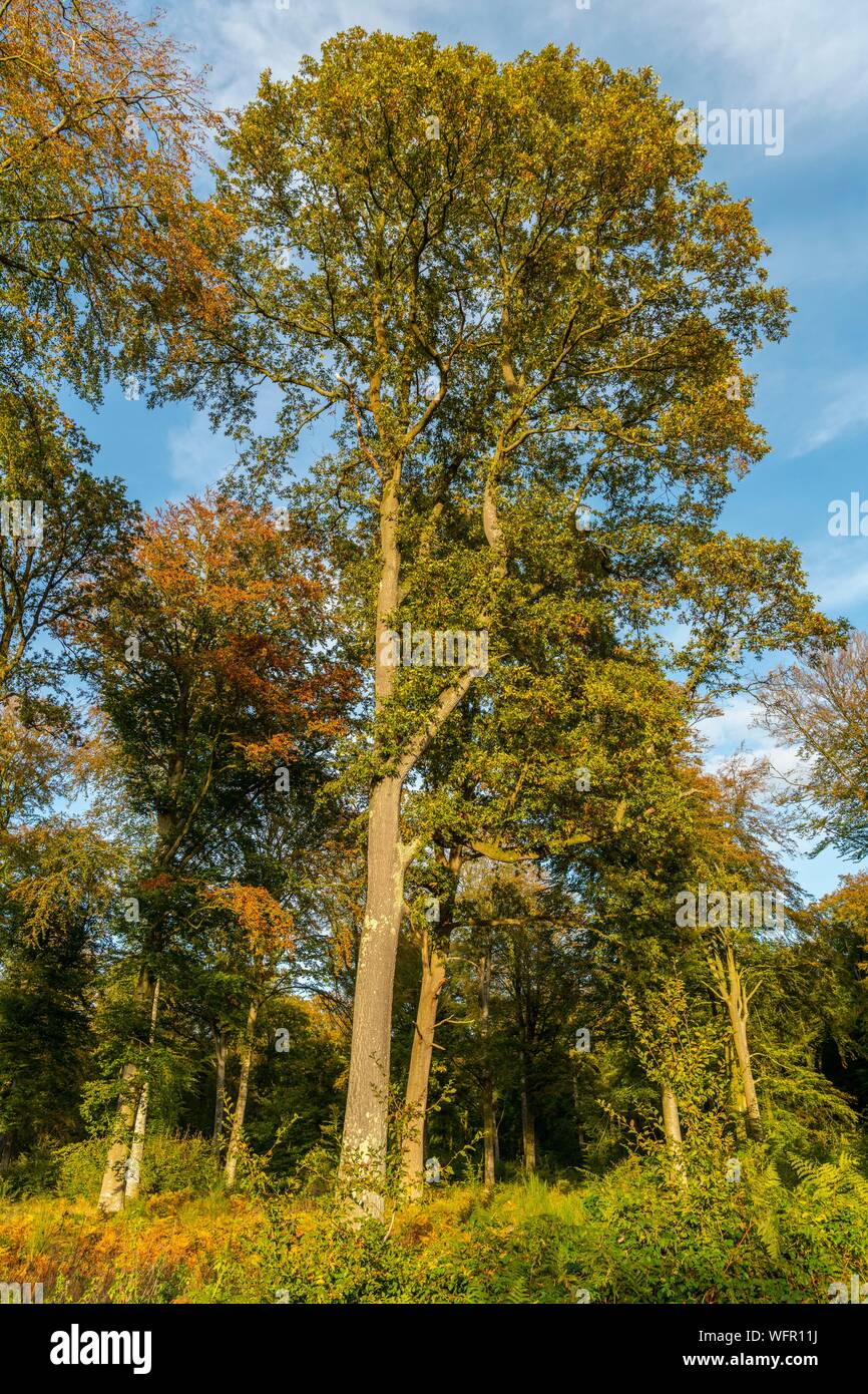 France, Somme (80), Crécy Forest, Crécy-en-Ponthieu, The Crécy Forest ...