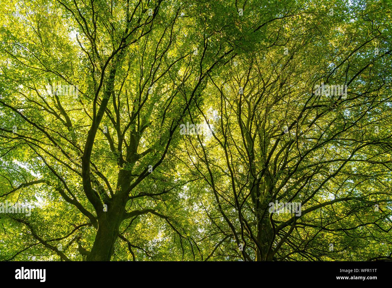 France, Somme (80), Crécy Forest, Crécy-en-Ponthieu, The Crécy Forest ...
