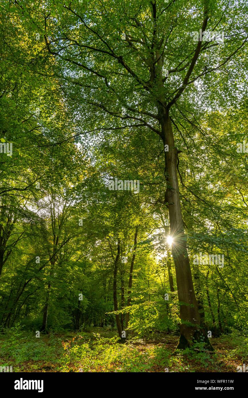 France, Somme (80), Crécy Forest, Crécy-en-Ponthieu, The Crécy Forest ...