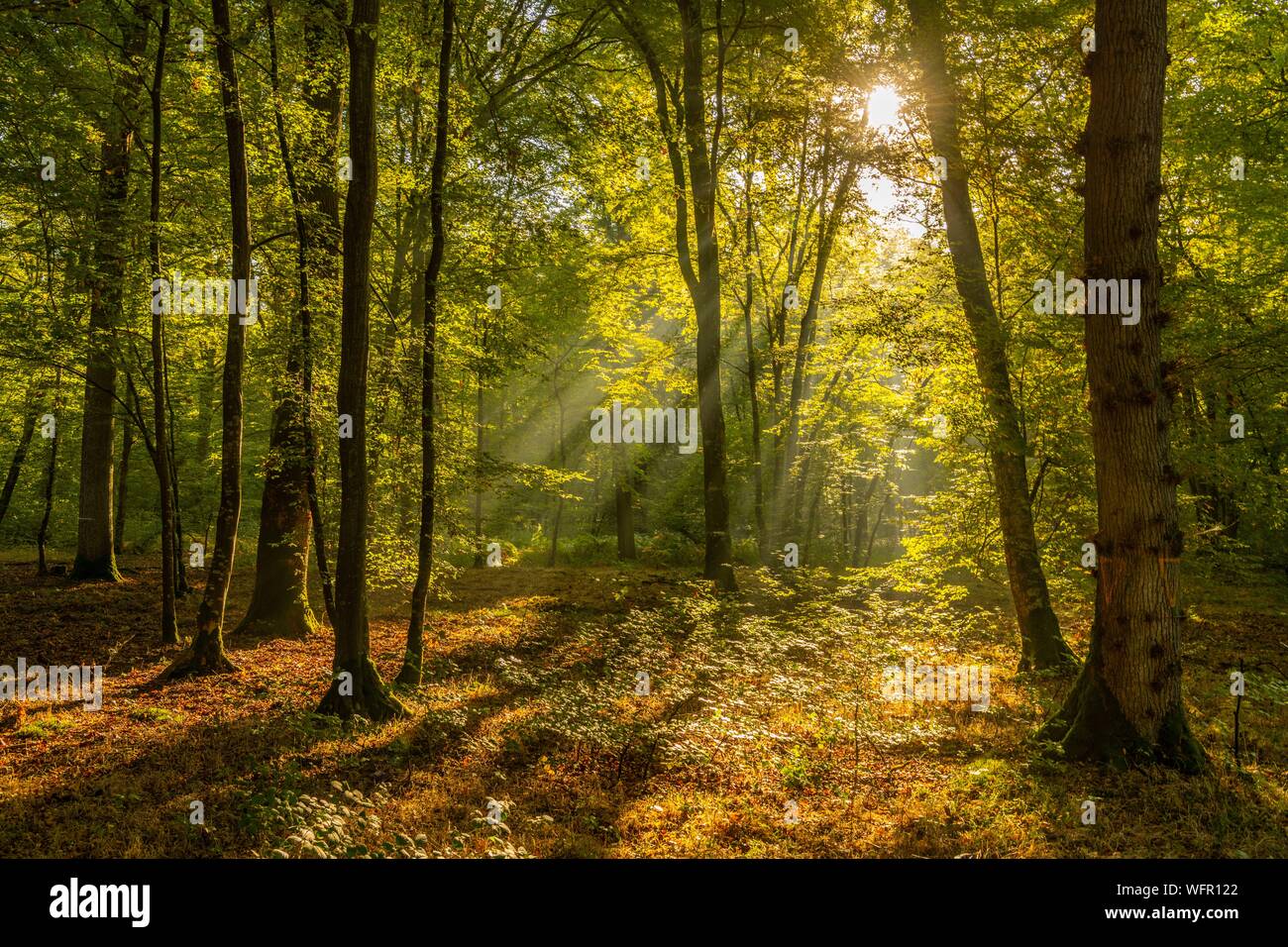 France, Somme (80), Crécy Forest, Crécy-en-Ponthieu, The Crécy Forest ...