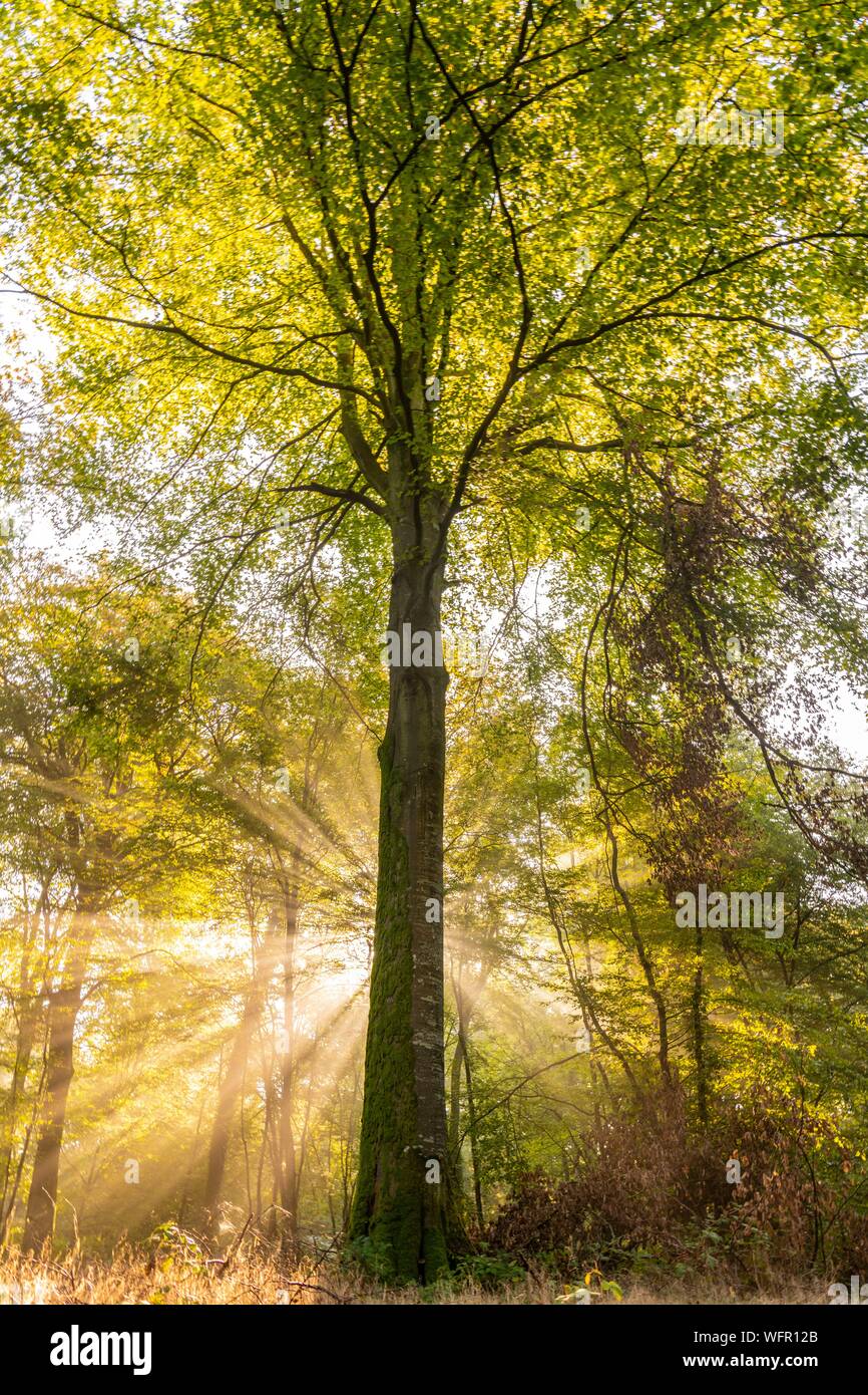 rance, Somme (80), Crécy Forest, Crécy-en-Ponthieu, The Crécy Forest ...