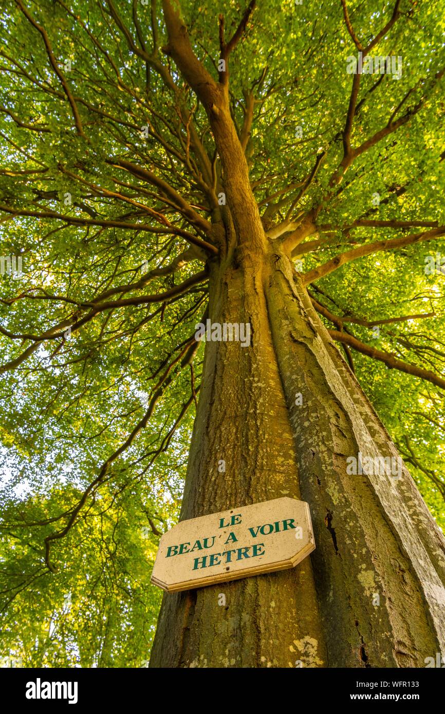 France, Somme (80), Crécy forest, Crécy-en-Ponthieu, Remarkable tree in ...