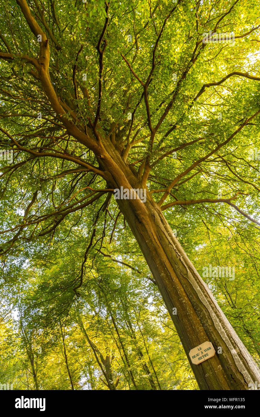 France, Somme (80), Crécy forest, Crécy-en-Ponthieu, Remarkable tree in ...