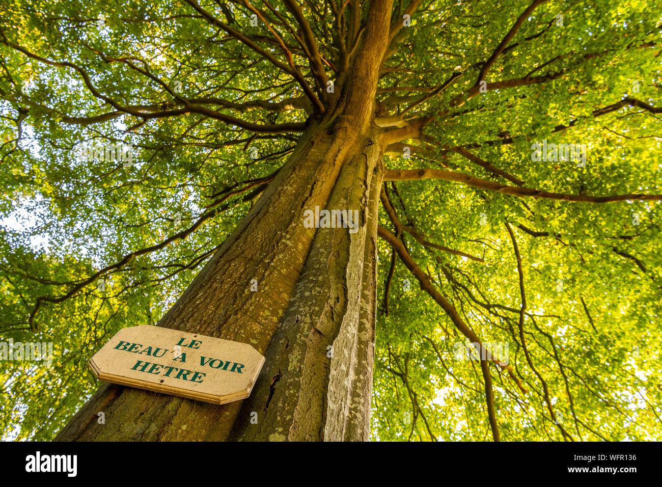 France, Somme (80), Crécy forest, Crécy-en-Ponthieu, Remarkable tree in ...