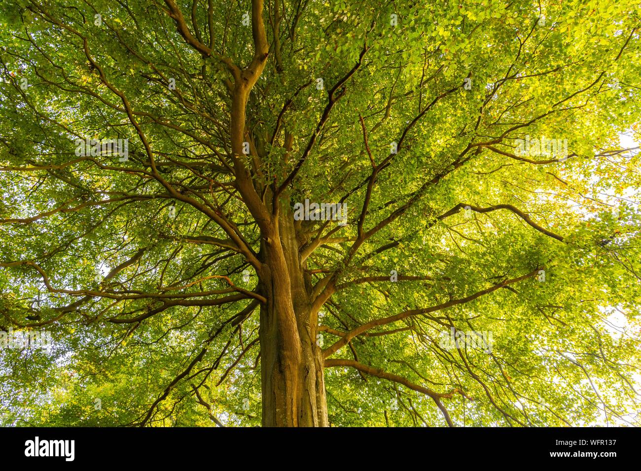 France, Somme (80), Crécy forest, Crécy-en-Ponthieu, Remarkable tree in ...
