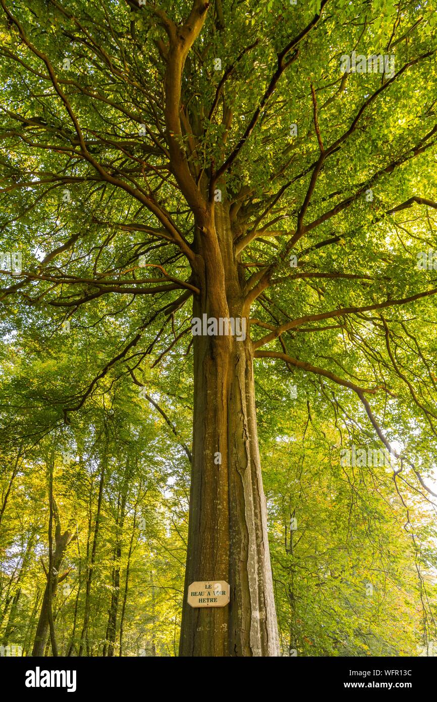 France, Somme (80), Crécy forest, Crécy-en-Ponthieu, Remarkable tree in ...